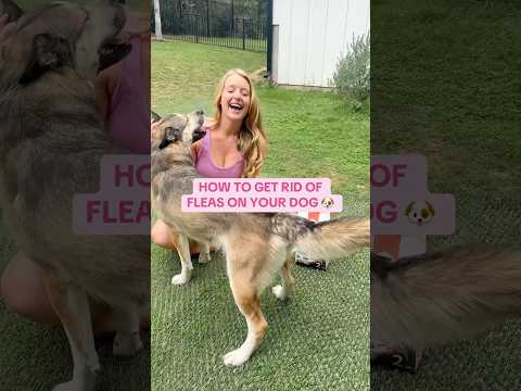 How to get rid of fleas on your dog 🐶🐾the highest quality food-grade Diatomaceous Earth 🌎🙌🤍✨
