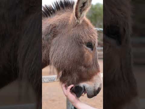 Why Mules Are Stronger Than Horses? #horse #mule #donkey