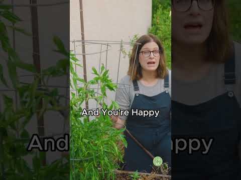 Reinvigorate Your Tomato & Pepper Plants
