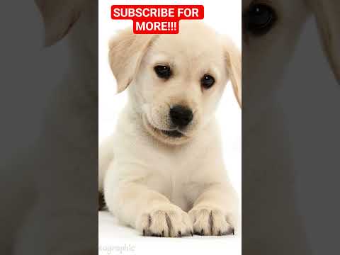 cute dog pictures EP6. #dogs #dog #cute #pets #happy #irl #pet #subscribe #love