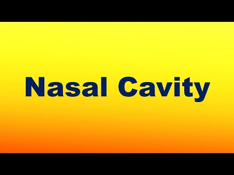 Nasal Cavity Functions