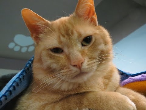 A Visit to My Kitty Cafe in Guelph, Ontario