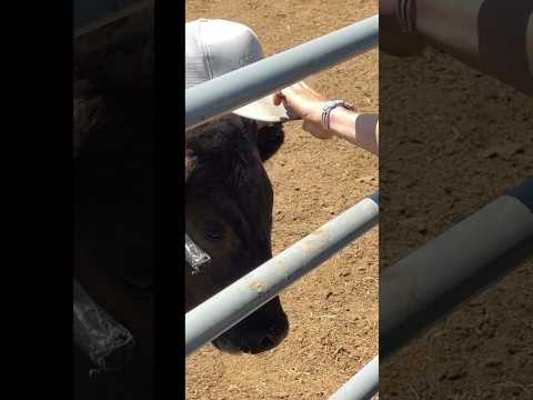 🐂🧢🤣Fighting Bull wears a hat!!! #bullfighting #pbr #rodeo #video