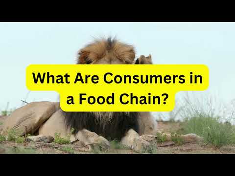 What Are Consumers in a Food Chain?