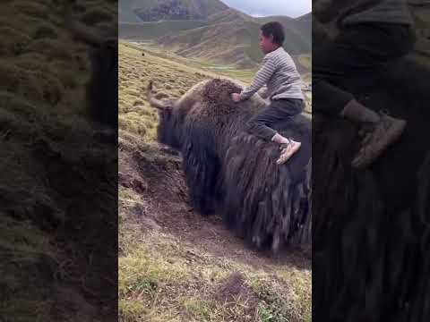 small boy Yak riding | #himalayan #tibetan #yak #riding