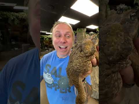 Frog or Toad? #shorts