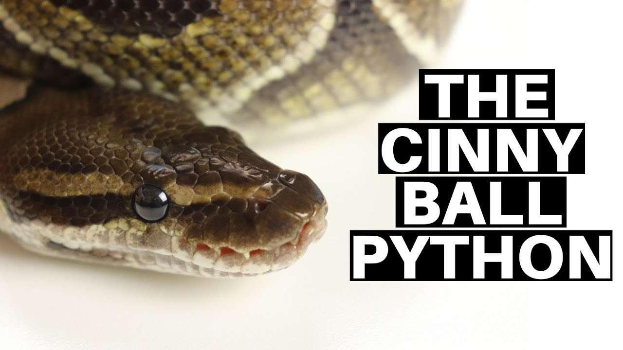Morph Guide #3: The Cinnamon Ball Python - Benjamin's Exotics
