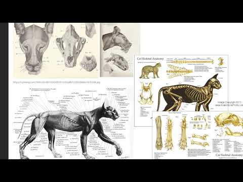 02/06 Animal Anatomy — Illustration: Learn about Animal Design_ENG