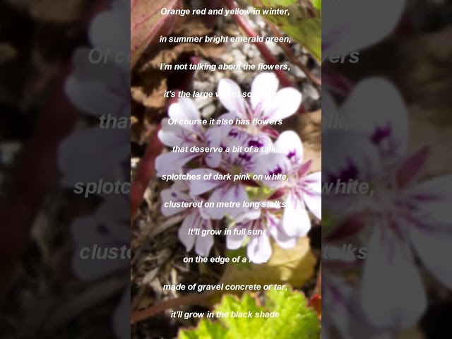 Austral Storksbill - Sylvaterre