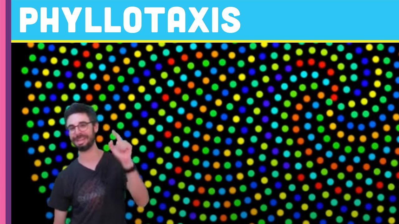 Coding Challenge #30: Phyllotaxis