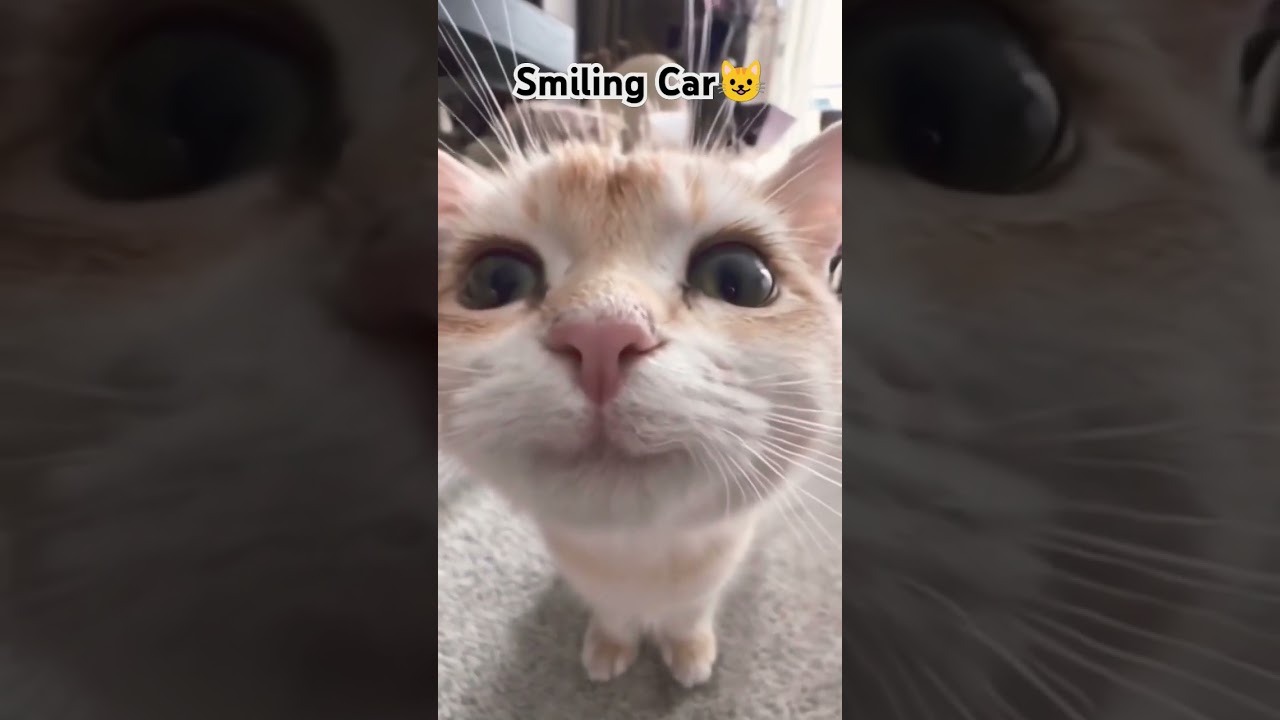Smiling cat meme😺 #cutecat #funnycats #viralreels #youtubeshorts #cat