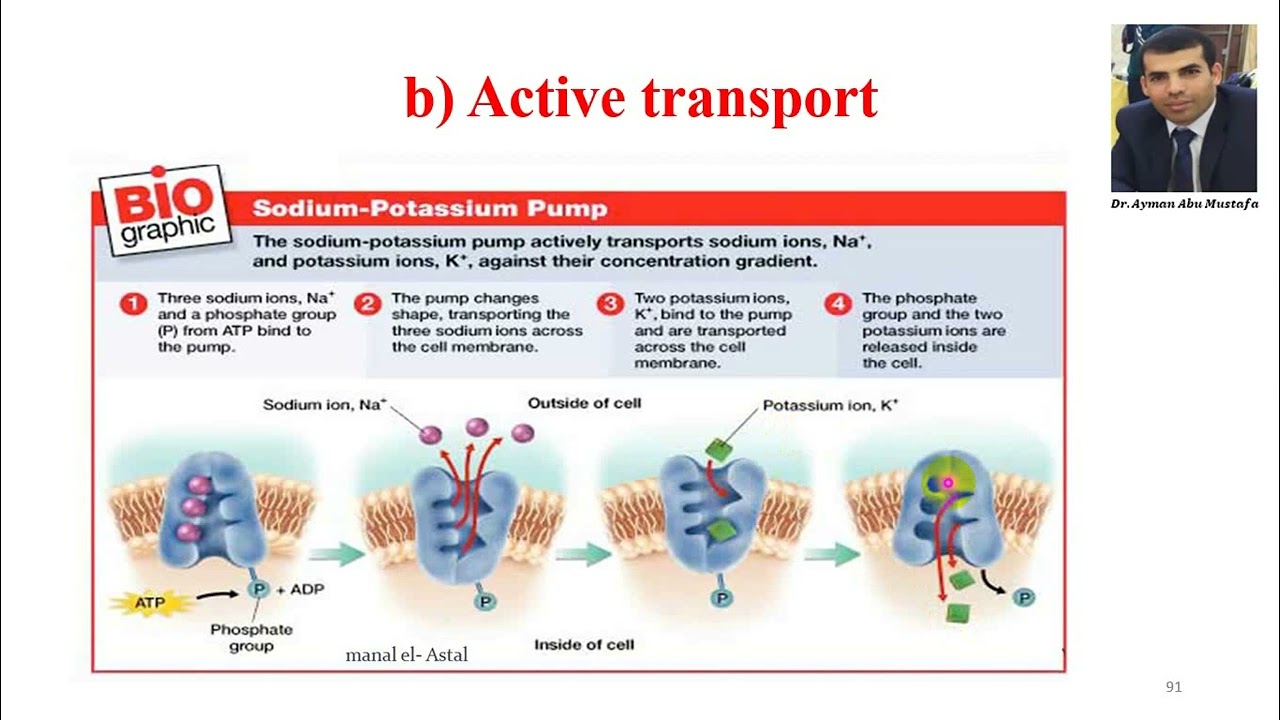 Understanding Cell Membrane Functions and Modifications | Galaxy.ai