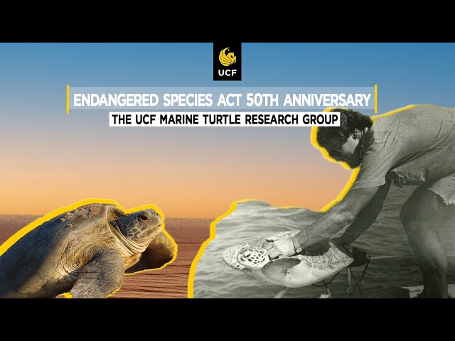 UCF Sea Turtle Research Highlighted for 50th Anniversary of the ...