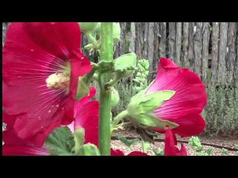 Hollyhocks: Cultural Metaphor