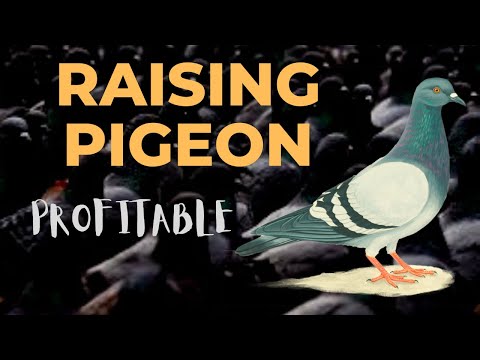 Is Raising Pigeons Profitable