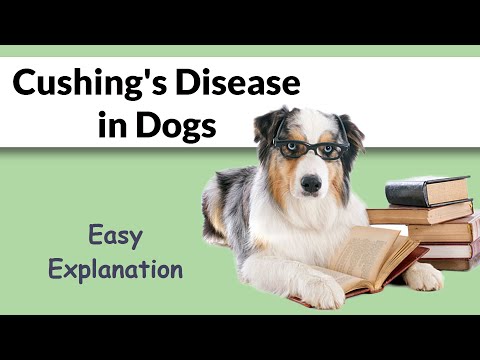 What is Cushing's Disease in Dogs?! (Easy & Complete)
