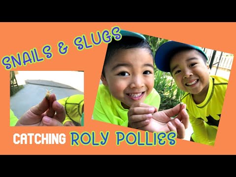 Roly Poly- How to catch a ROLY POLY!