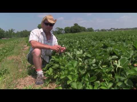 Leisure Farms - Strawberry Season