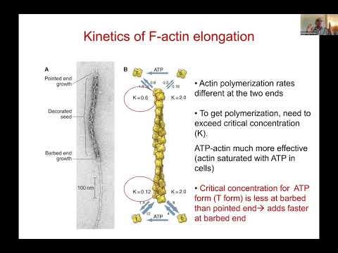 Mechanobiology Boot Camp 2024: Ram Dixit, Plant and Animal Cytoskeleton