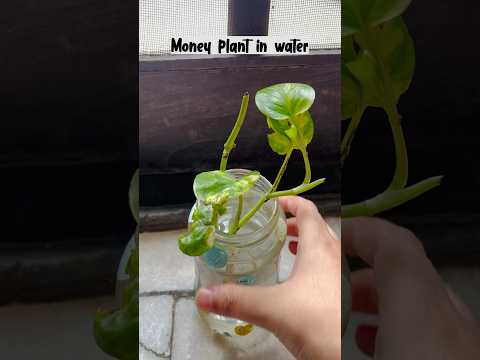 Money plant care in water | Money plant propagation in water | Pothos #gardeing