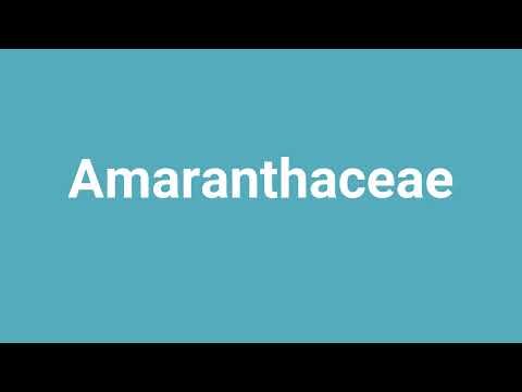 'Amaranthaceae' Meaning and Pronunciation