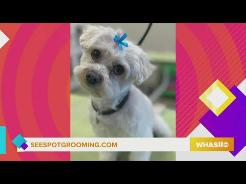 GDL: See Spot Snapshots on Great Day Live!