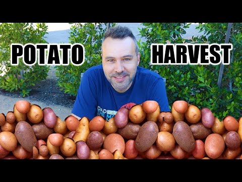 How to Dig, CURE and Store Potatoes