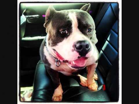 BIGDEAL KENNELS , CLEAN AMERICAN BULLYS