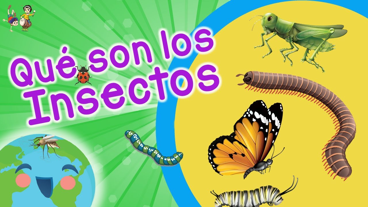 Qué son los Insectos: Tipos de Insectos (Videos Educativos para Niños)