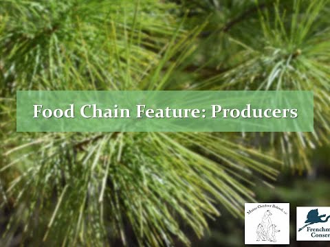 Food Chain Feature: Producers