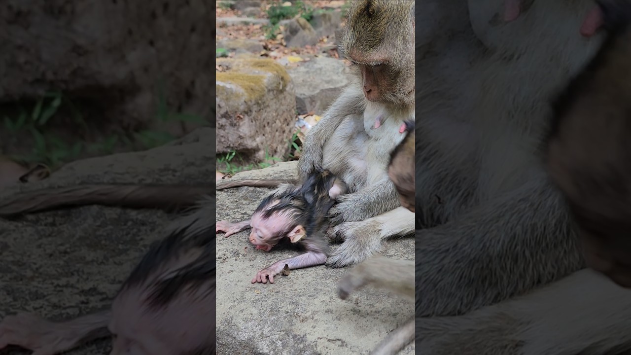 baby monkey Eleanor staying with grandma Elsa #anmals #babymonkey #animals #cute #wildlife