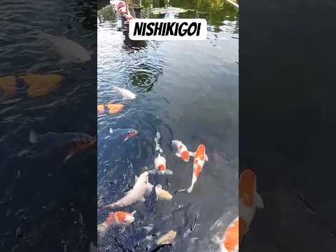 Nishikigoi - Japanese Koi Fish 🐟 #koi #fish #nature #shorts #reels