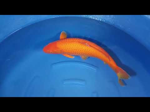 B 4021 11 BENIGOI 65CM FEMALE OGATA