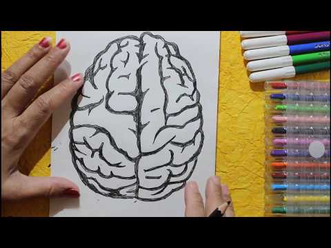 How to draw human brain very easy for beginners human brain sketch draw session