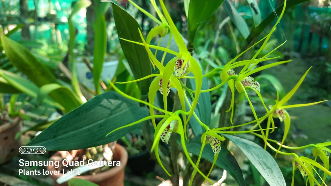 Dendrobium hilda poxon