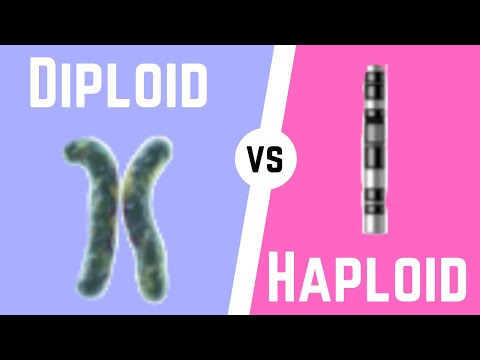 Diploid Cell vs Haploid Cell