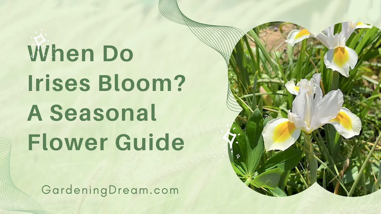 When Do Irises Bloom A Seasonal Flower Guide