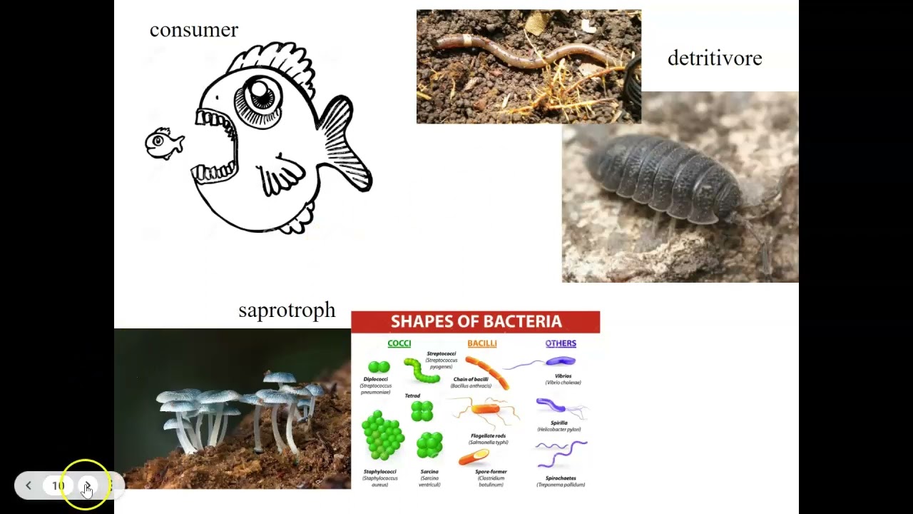 Notes- Ecology Part 1- Intro_IB Bio_2023