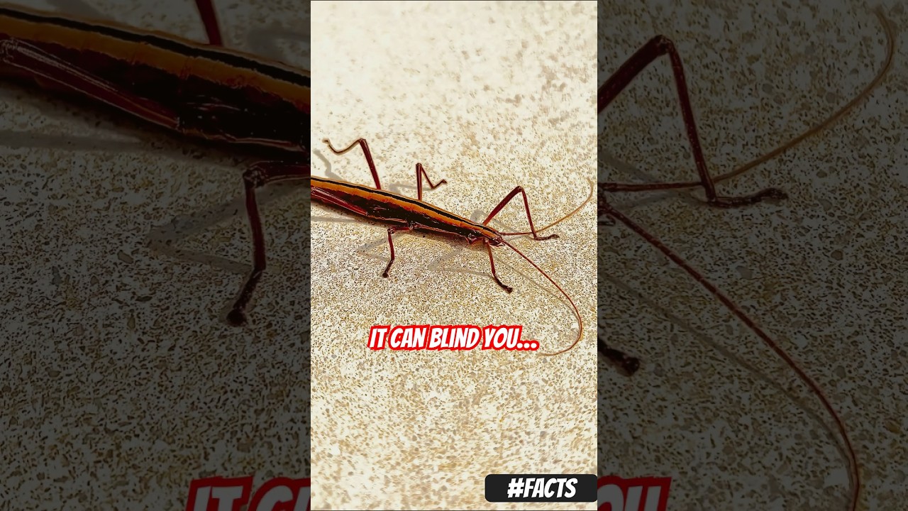 Stick Bugs Are DANGEROUS 😱#shorts