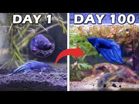 I built an Ecosystem for a Betta Fish