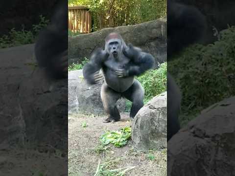 Zola wants to go inside. #gorilla #ape #shorts #wifi #sunnyday