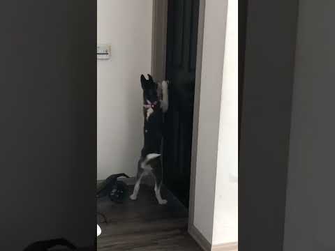 MY DOG KNOWS HOW TO OPEN DOORS
