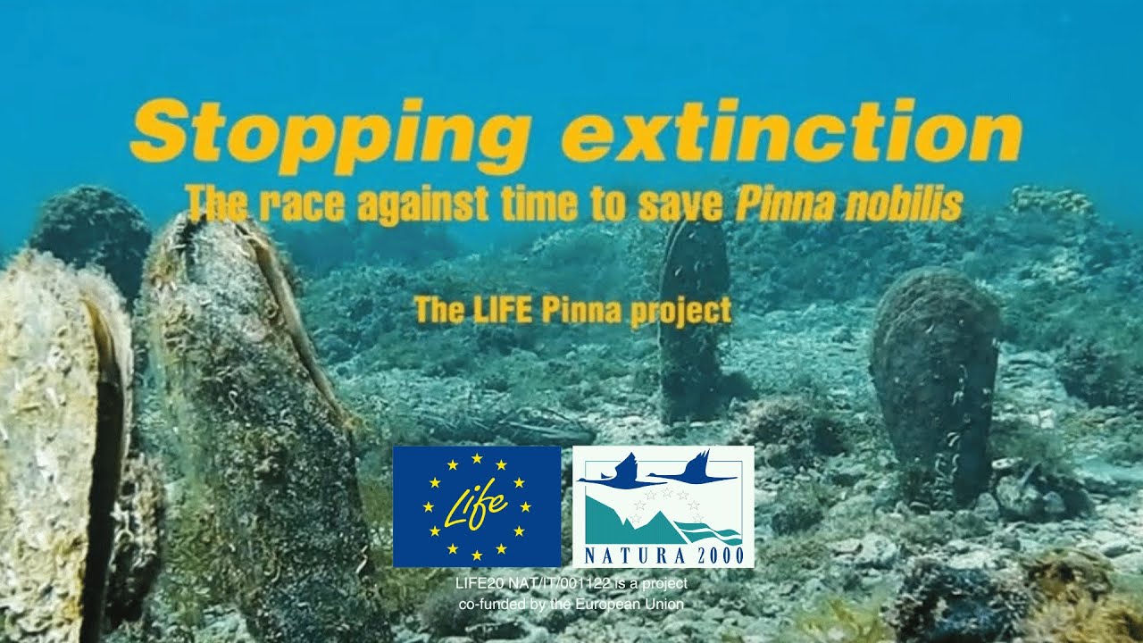 Periska | Plemenita periska ili Pinna Nobilis je endem Sredozemnog mora ...