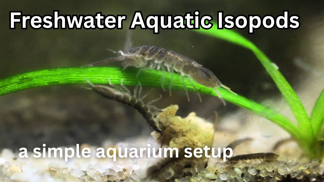 Breeding 1000s of Aquatic Isopods in a 2.5g: How I Setup a Freshwater Isopod Culture