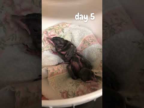 Watch 2 Orphaned Steller's Jays Grow Up! #shorts