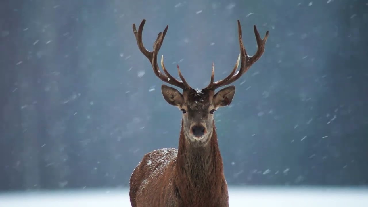 Deer In The Snow Live Wallpaper
