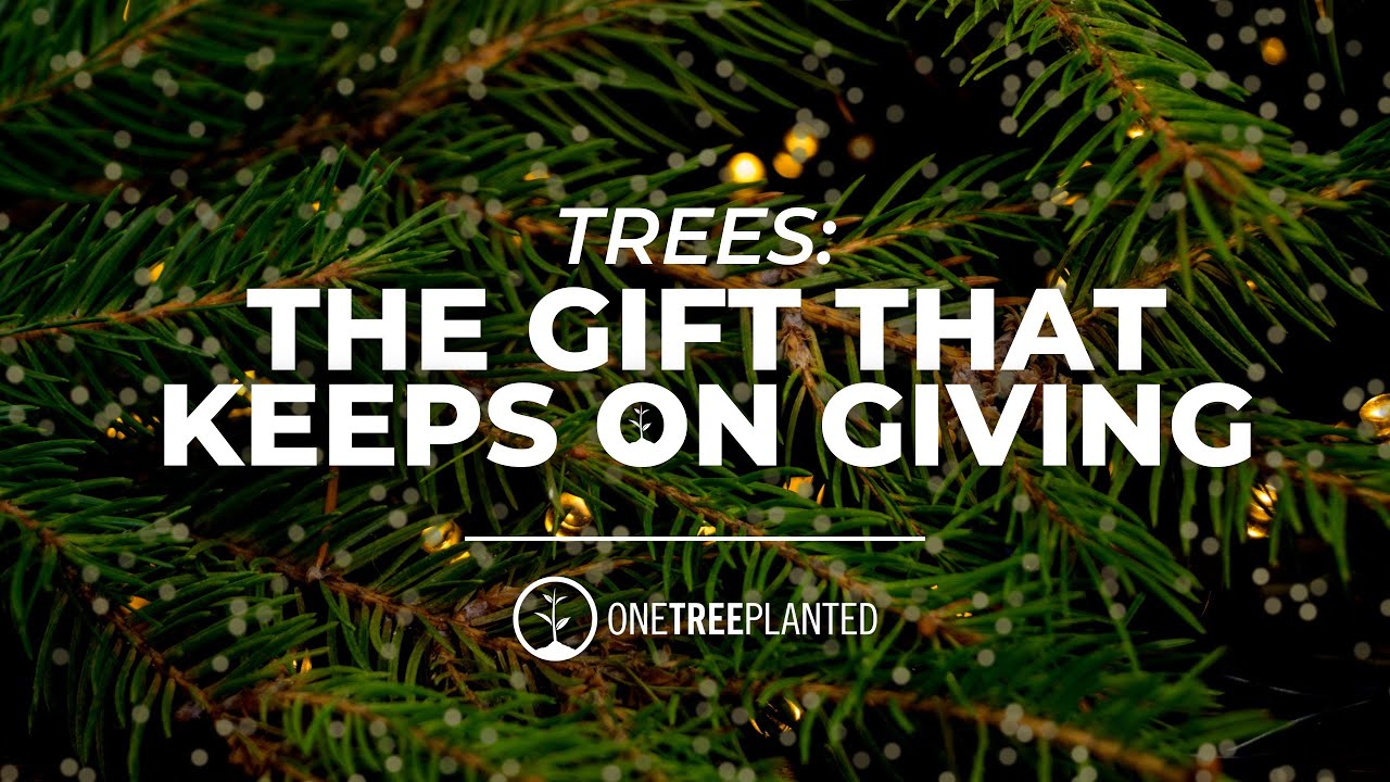 Why Gift Trees? | One Tree Planted
