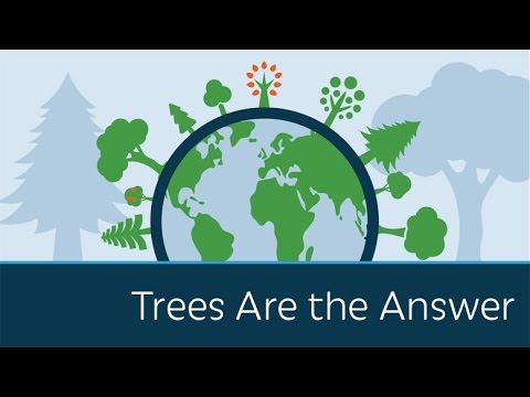 Trees Are the Answer | 5 Minute Video
