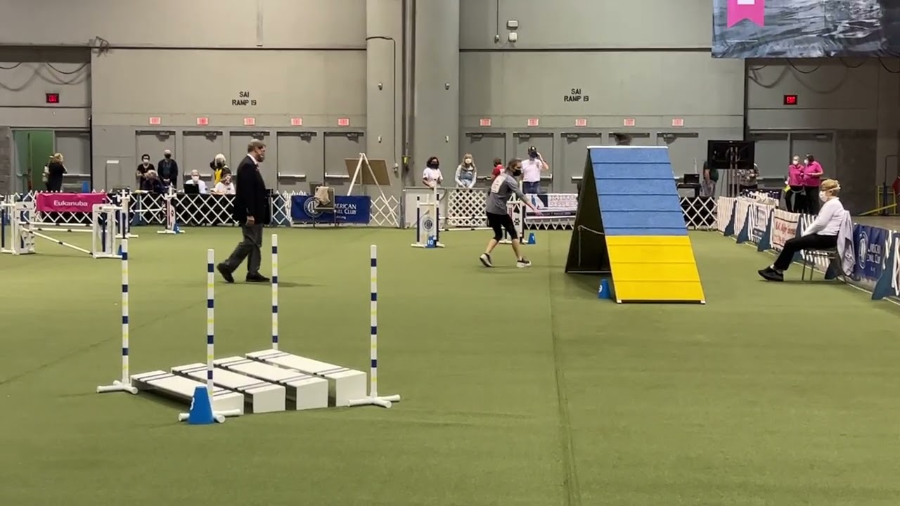 2021 Agility Invitational - Briard