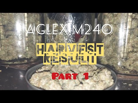 AGLEX m240 Gorilla Cookies Auto Harvest Result Pt. 1